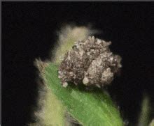 Strawberry And Friend Snailcase Bagworm Apterona Helix