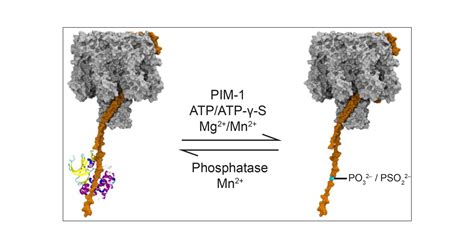 Protein Phosphorylation