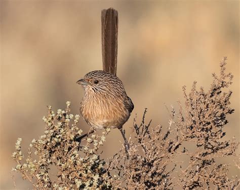Critically Endangered Species Threatened And Endangered Australian Animals