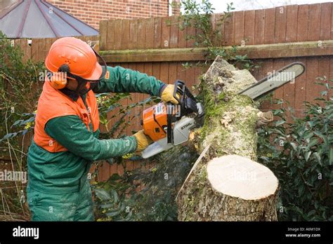 Man Using Chainsaw To Cut Down Tree Wearing Full Protective Safety Clothing Stock Photo Alamy