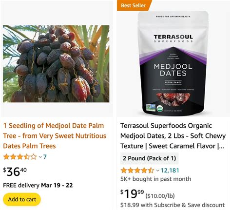 Plant Faqs Medjool Date Palm