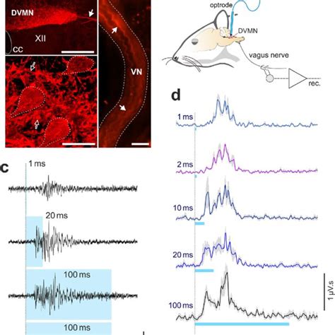 Viral Transduction And Optogenetic Stimulation Of The Dvmn Vagal
