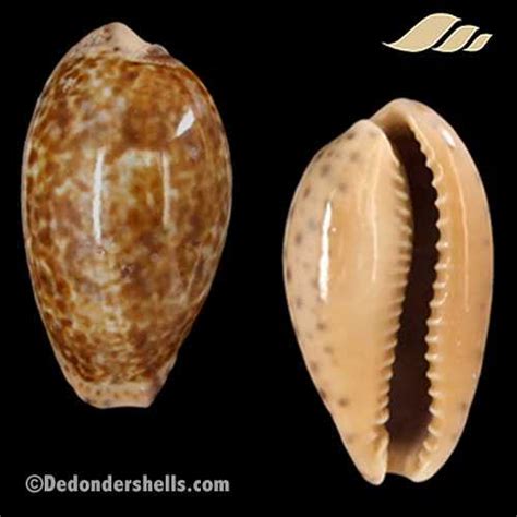 Cypraea Annettae 3 De Donder Shells