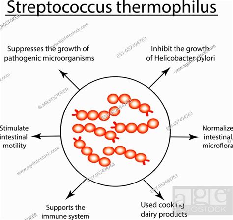 Useful Properties Streptococcus Thermophilus Good Intestinal