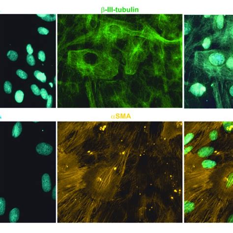 Oncscs Differentiate Into Cells Of The Ectodermal And Mesodermal