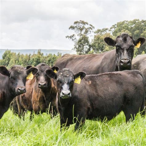 Angus Die Pad Vorentoe In 2022 Landbou