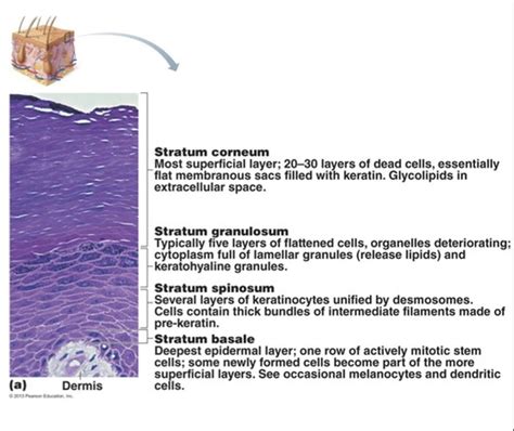 Final Exam Ch 5 Integumentary Flashcards Quizlet