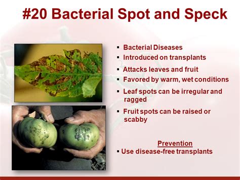Fruit Disease Detection Object Detection Dataset By Giangproject