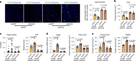 Ectopic Lipid Accumulation Mediates The Effects Of Plin2 Upregulation Download Scientific
