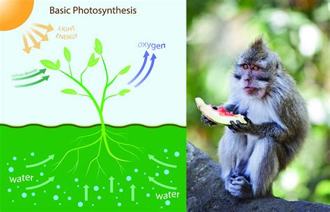 Photosynthesis With Animals