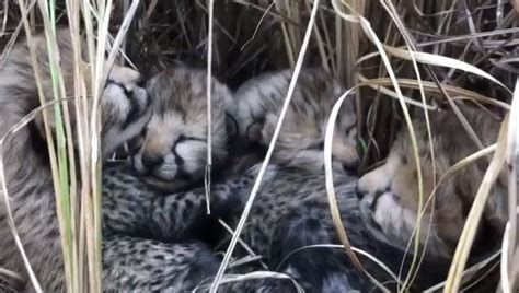 Two More Cheetah Cubs Die In Mp Third This Week Toll Touches Six In Two Months Two More