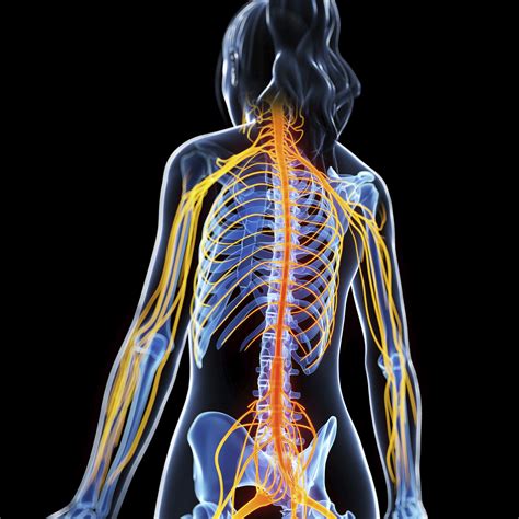 5 Trucs Pour Soulager Le Nerf Sciatique Journal Métro