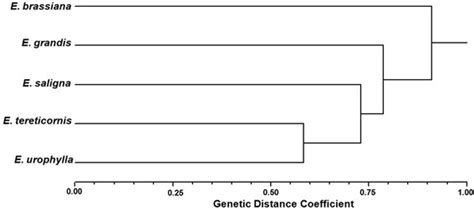 Upgma Dendrogram Of Five Eucalyptus Species Using Irap And Remap Data