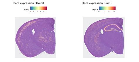 Analysis Visualization And Integration Of Visium HD Spatial Datasets With Seurat Seurat