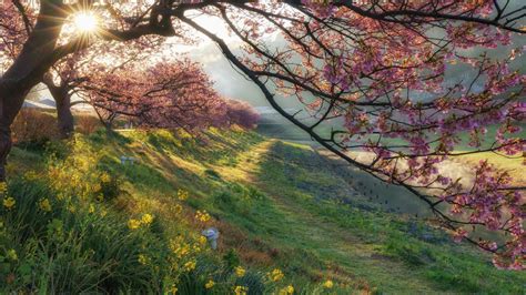 Shizuoka Wallpapers Top Free Shizuoka Backgrounds Wallpaperaccess