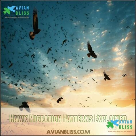 Black And White Hawks Stunning Species Id Guide And Migration Patterns