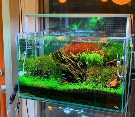 Nature aquarium | Пикабу