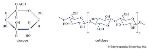 Arabinose Cyclic Structure