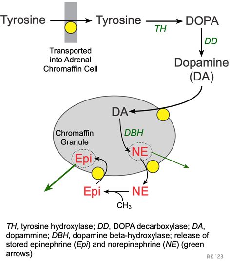 Epinephrine Synthesis