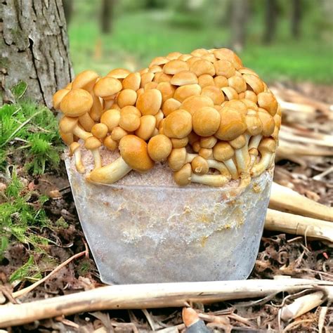 Ready Growing Nameko Mushroom Growing Kit From £16 65