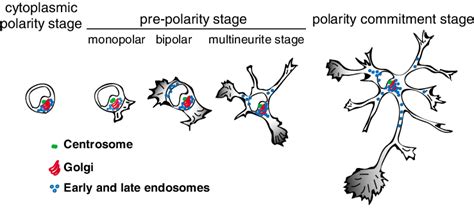 Stages Of Neuronal Polarity Development The Scheme Represents The