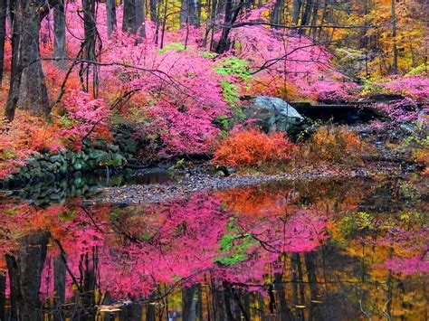 Pink Fall Reflection Stanley Zimny Thank You For 73 Million Views
