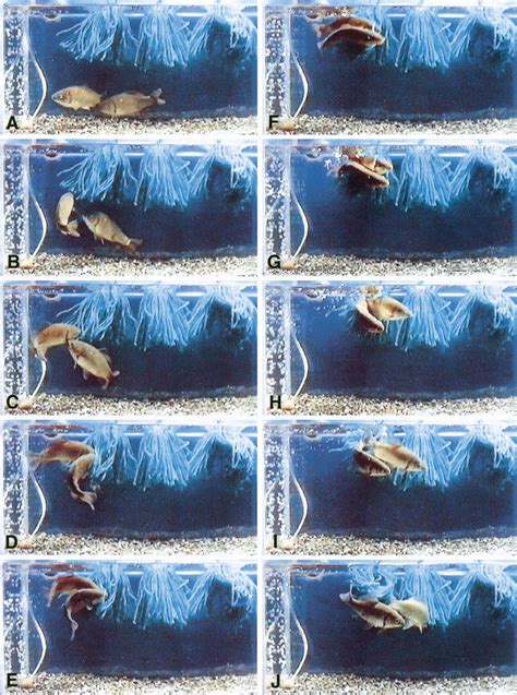 Hormone Induced Male Type Spawning Behavior In Gynogenetic Crucian Download Scientific Diagram