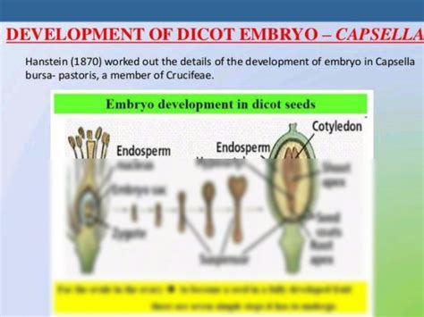 Solution Plant Embryo Structure And Development Studypool