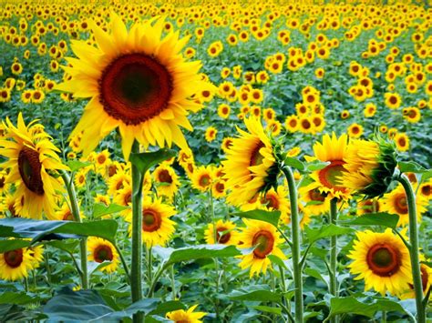 Sunflower Naturbilder Flowerpower Pflanzen