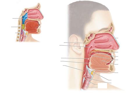Biol 224 Lab Practical 3 Upper Respiratory 2 Diagram Quizlet