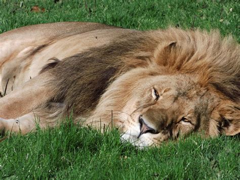 Lazy Lion By Dutchphotoshop On Deviantart