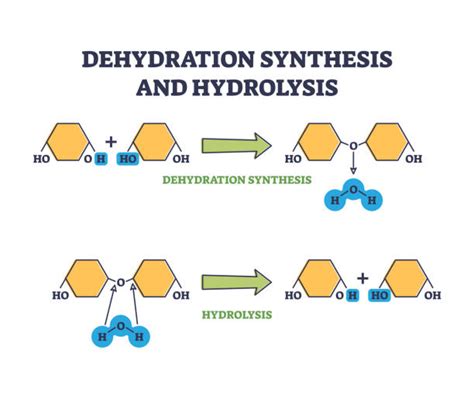 Hydrolysis Reaction Example