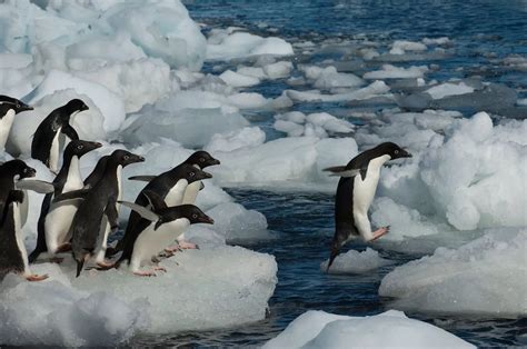 Kinky Sex Life Of Penguins Mirror Online