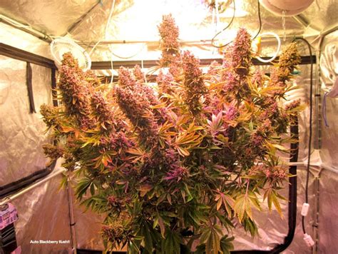 Why Is My Autoflower So Small 2026