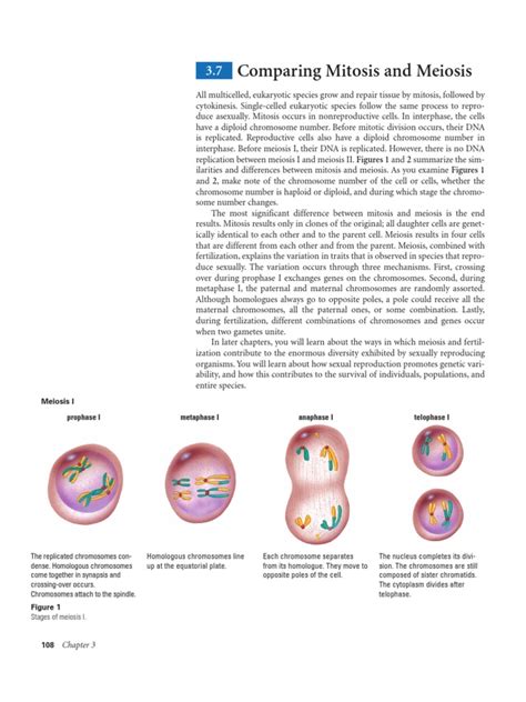 Meiosis Clay Modelling Pdf Meiosis Mitosis
