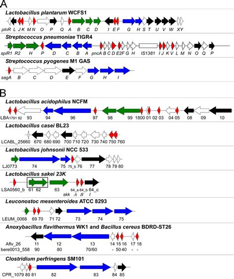Abi Associated Bacteriocin And Bacteriocin Like Loci A Three Known