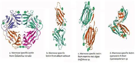 Crystal Structure Of Different Mannose Specific Lectins Structures
