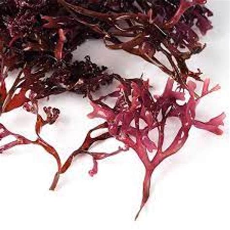 Red Algae Extract Liquid Water Soluble Cosmesi Global Earlier India Beauty Raw Material