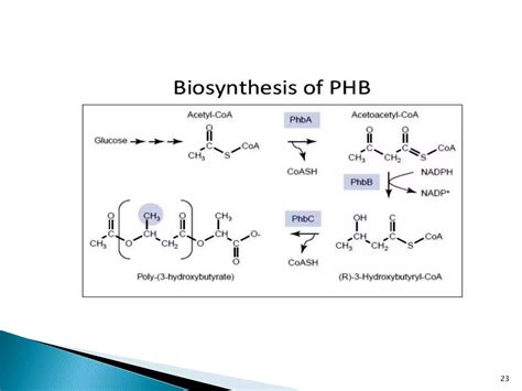 Biomoleules Produced In Plants Pptx