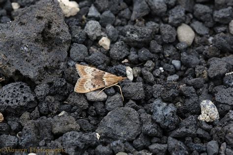 Pyralid Moth Photo Wp39038