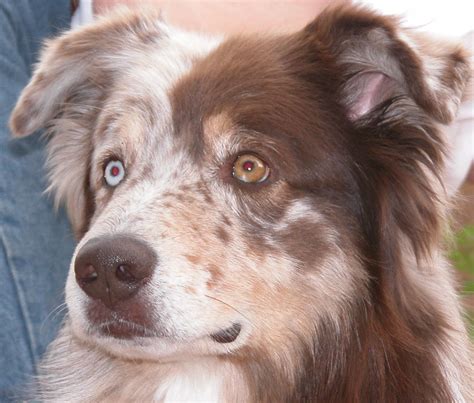 Tri Merle Australian Shepherd