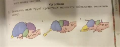 1 Визначте якій групі хребетних належать зображення головного мозку Школьные Знания Com