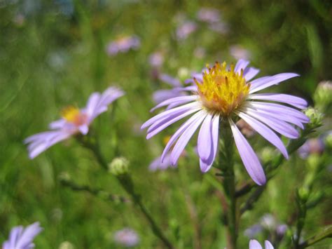 Douglas Aster • East Multnomah Soil And Water Conservation District