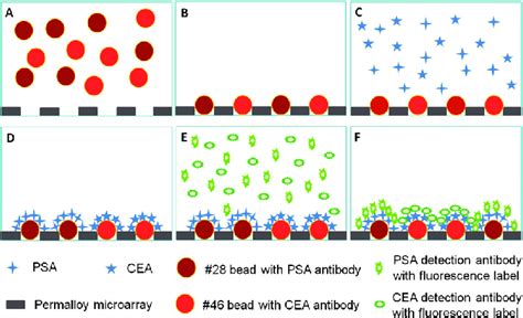The Schematic Of Main Procedures For Multiplexed Detection Using The Download Scientific