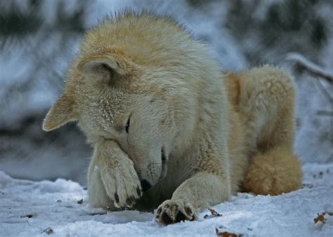 Shy Wolf By Garys Photos