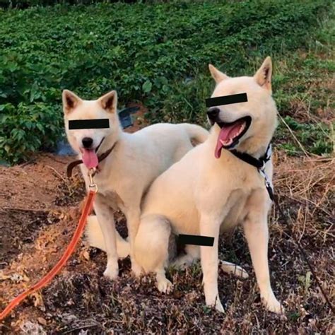 영화 기생충 각양각색 패러디 살짝 엿보니 파이낸셜뉴스