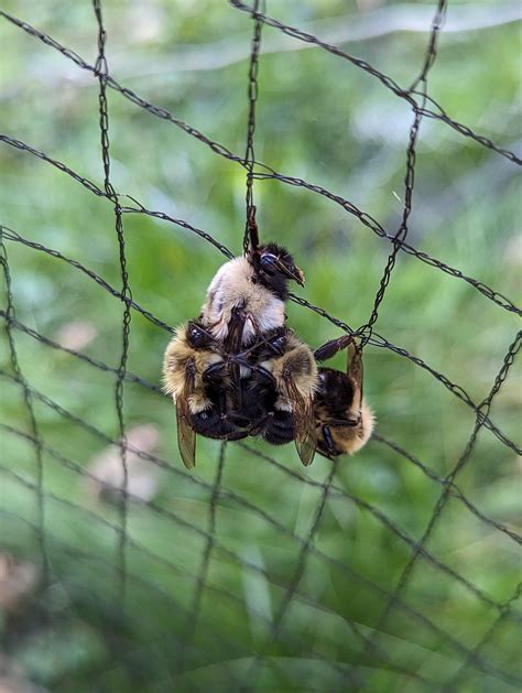 What Are These Bees And Are 3 Of Them Trying To Have Sex With A Queen