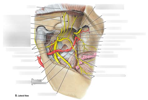Infratemporal Fossa Deep View Diagram Quizlet