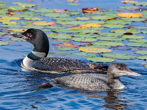 Seney National Wildlife Refuge Manistique Tourism Council