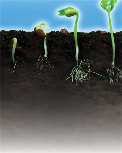 Azos Azospirillum Brasilense Xtreme Gardening